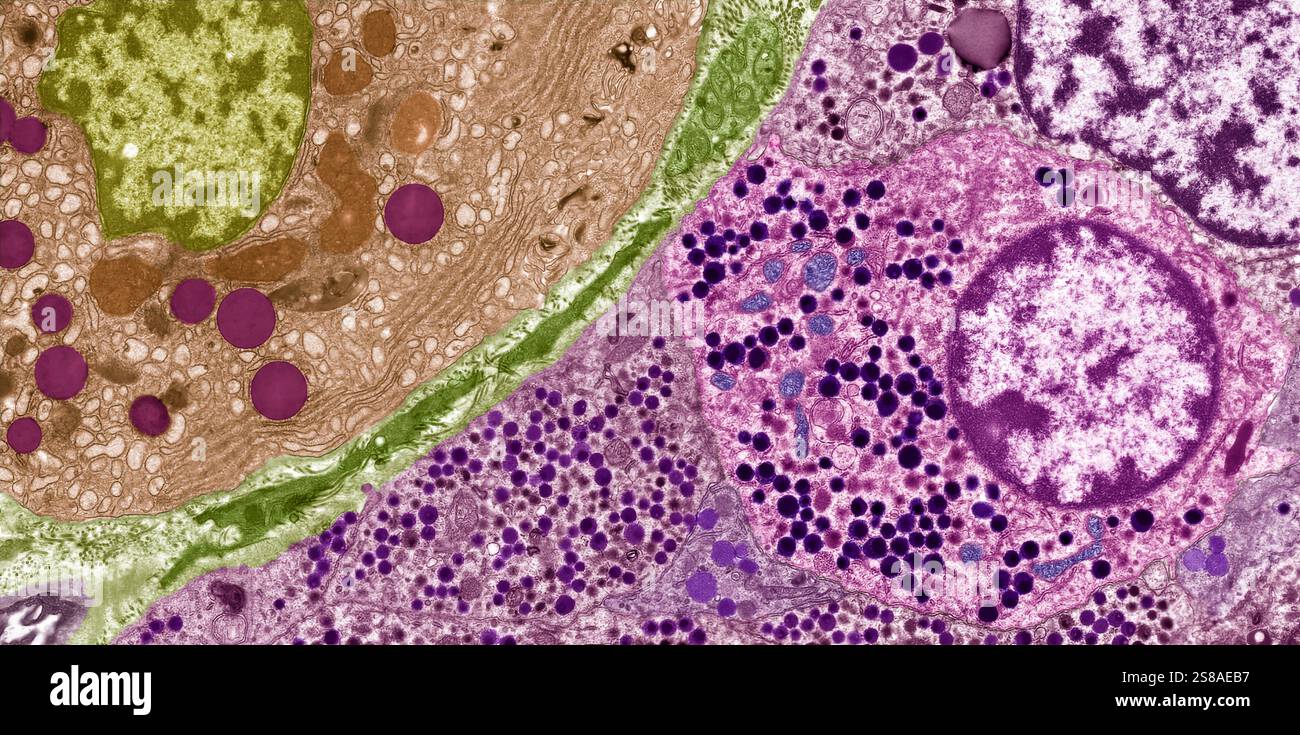Pancreatic cells. Coloured transmission electron micrograph (TEM) of ...