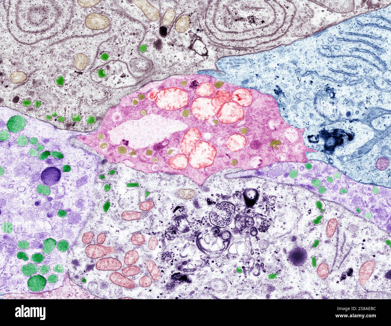Pancreatic tissue. Coloured transmission electron micrograph (TEM) of a ...
