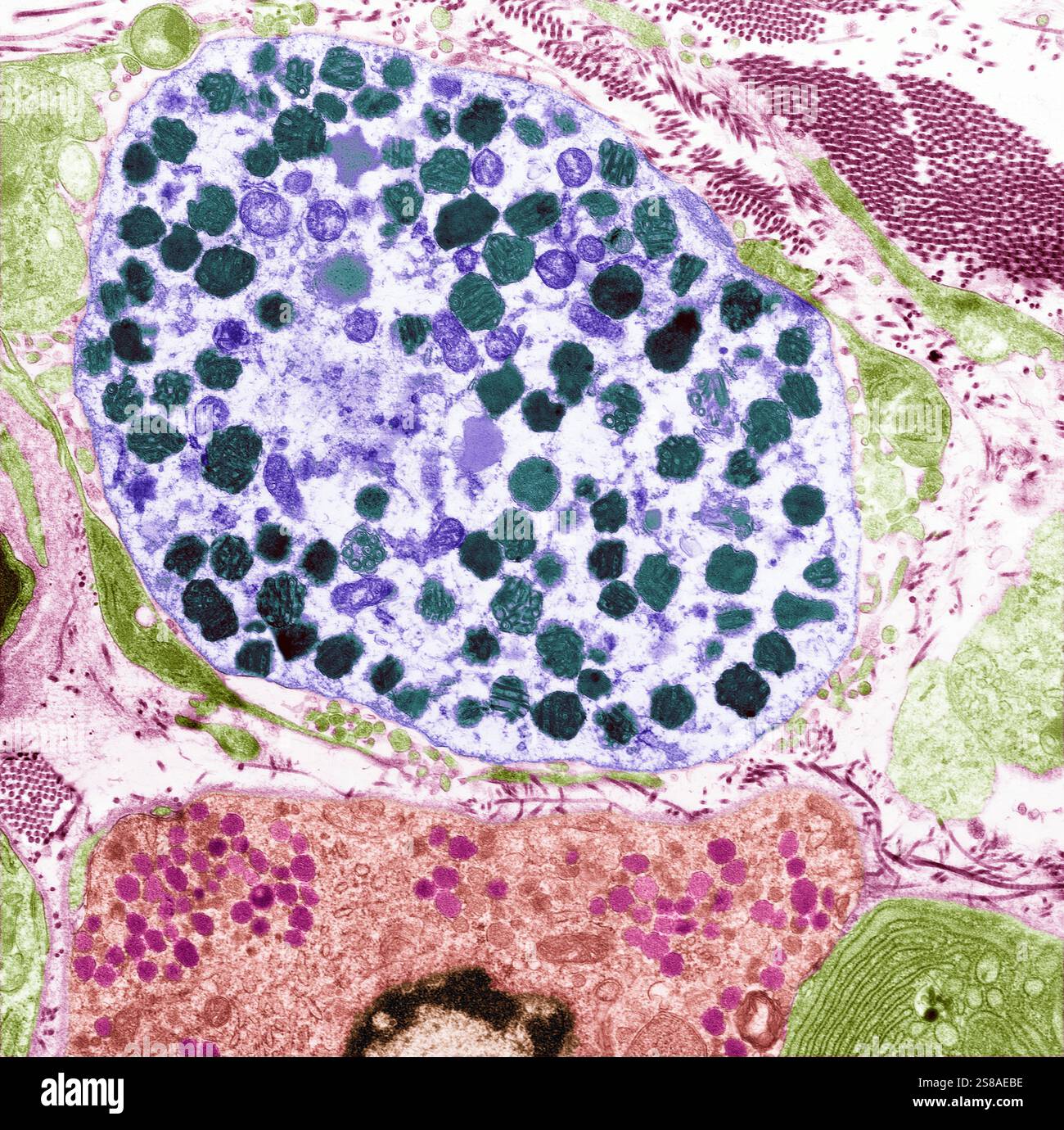 Pancreatic tissue. Coloured transmission electron micrograph (TEM) of a ...