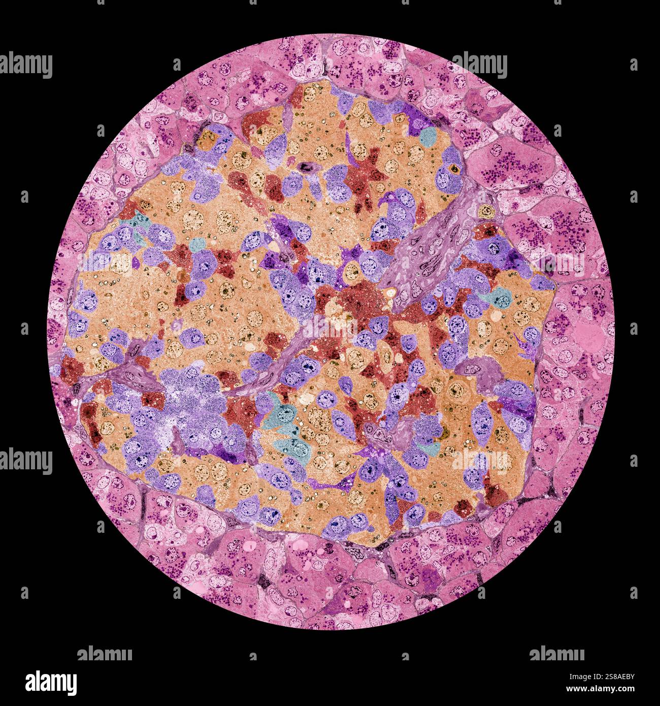 Pancreatic tissue. Coloured transmission electron micrograph (TEM) of a ...