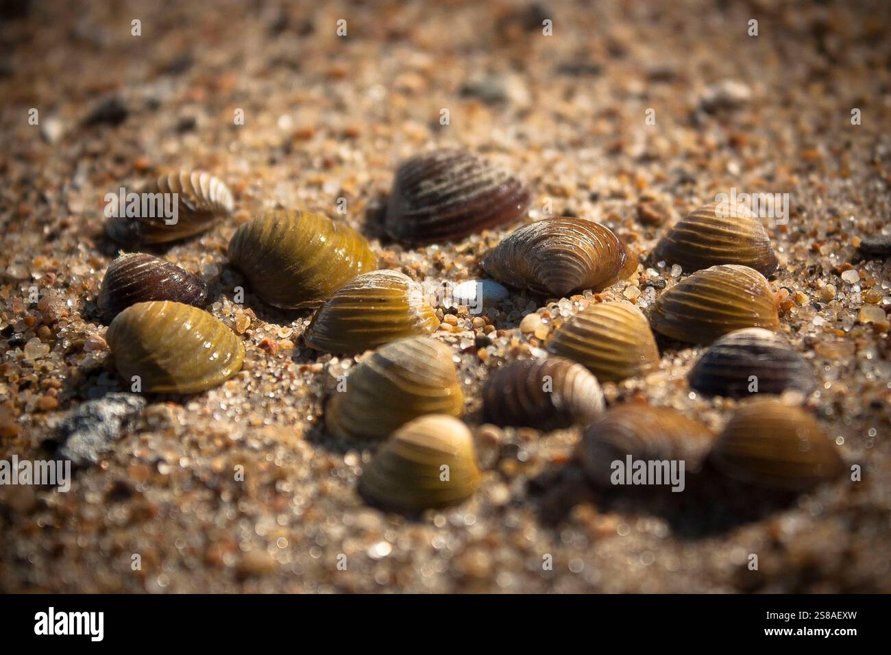 Asiatic clams (Corbicula fluminea) on a beach in Missouri, USA. This ...