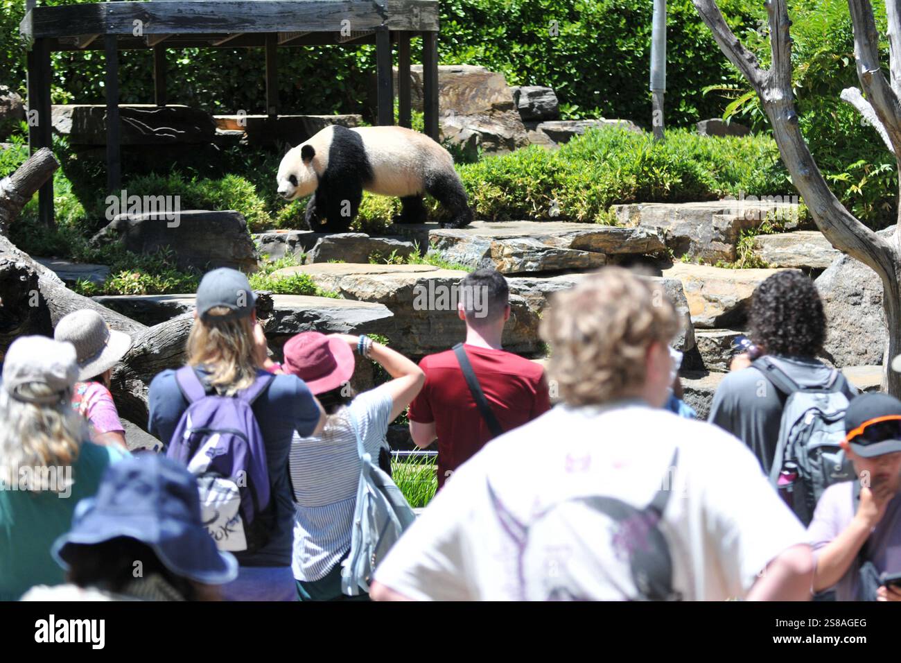 Beijing, Australia. 21st Jan, 2025. Visitors watch a giant panda from China at the Adelaide Zoo ...