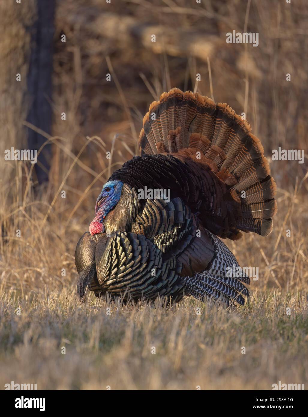 Tom turkey on an April evening in northern Wisconsin Stock Photo - Alamy