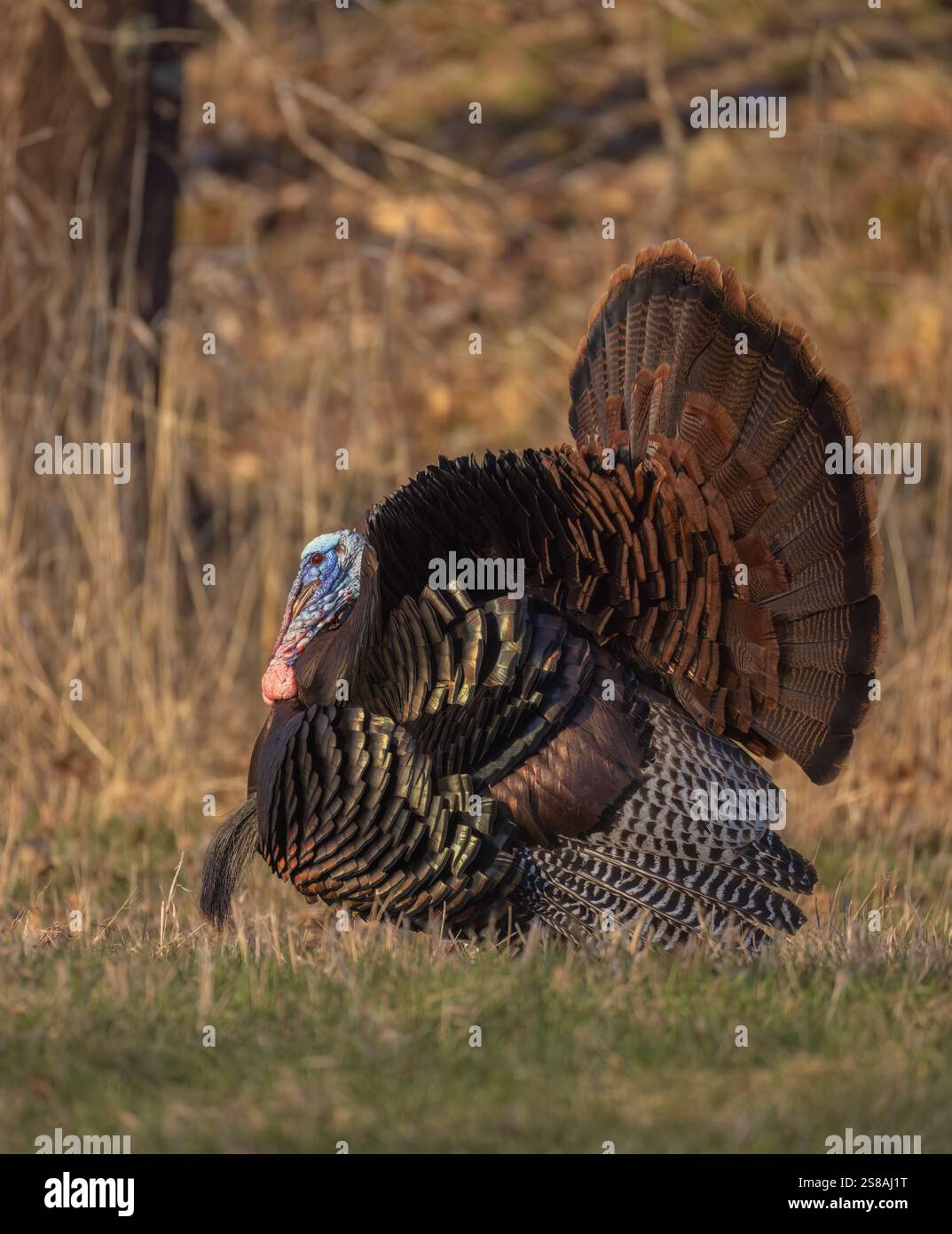 Tom turkey on an April evening in northern Wisconsin Stock Photo - Alamy