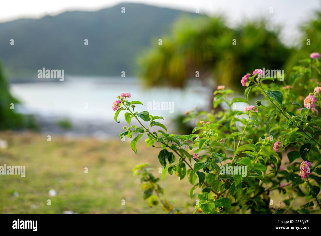 Empty seaside in spring at Aka Island, Zamami Village, Okinawa ...