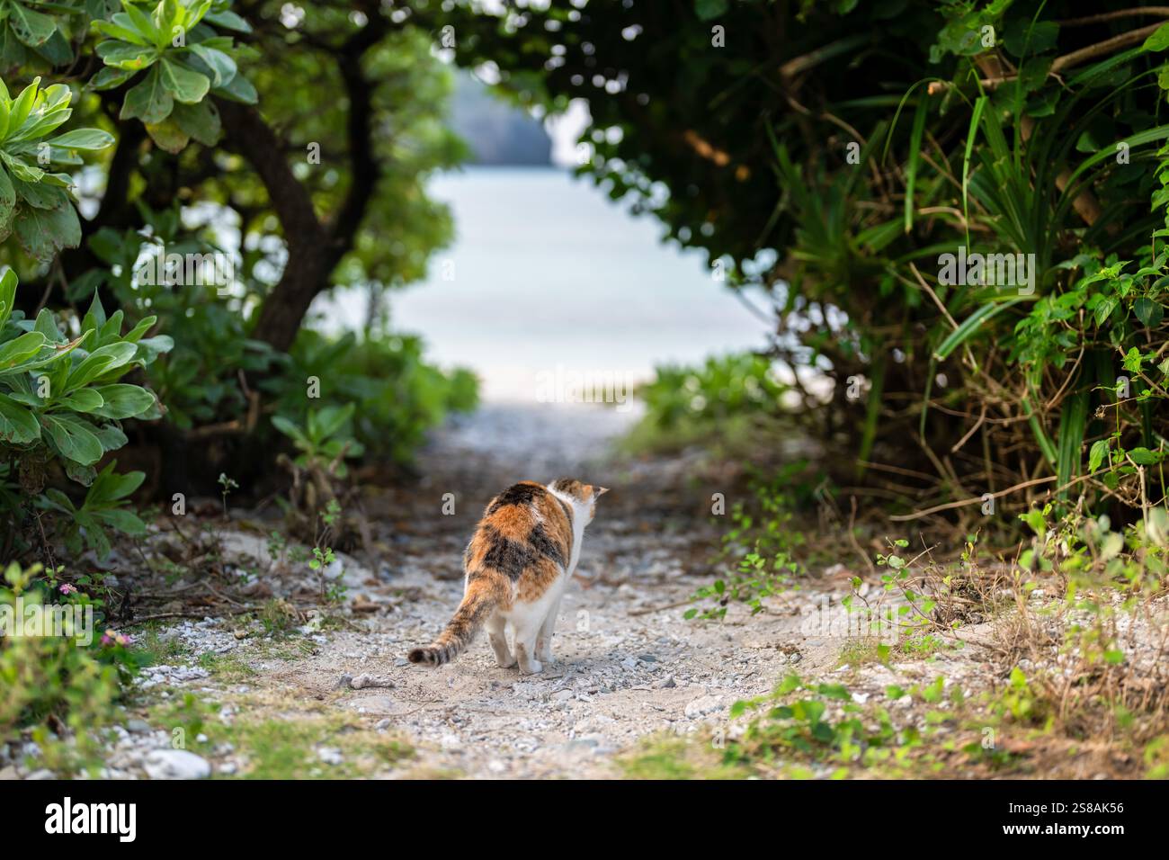 Empty seaside in spring at Aka Island, Zamami Village, Okinawa ...