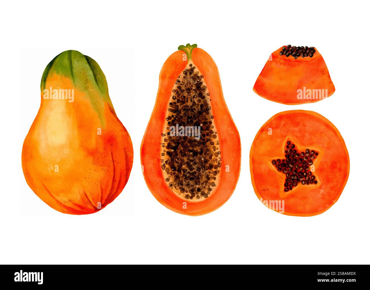 An illustration of a papaya showing its whole form, sliced sections ...