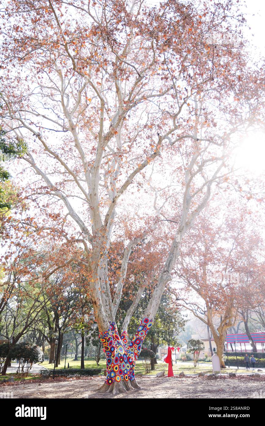 An ancient sycamore tree at Zhongshan Park is put on brightly colored ...
