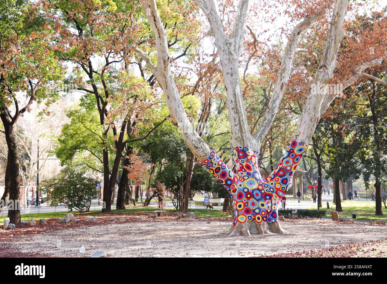 An ancient sycamore tree at Zhongshan Park is put on brightly colored ...