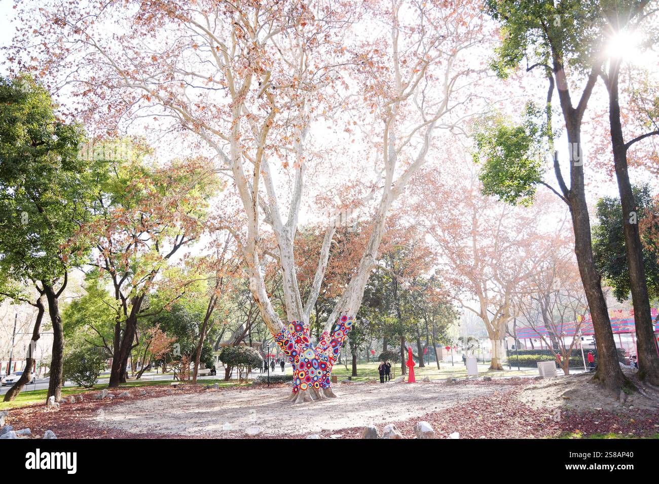 An ancient sycamore tree at Zhongshan Park is put on brightly colored ...