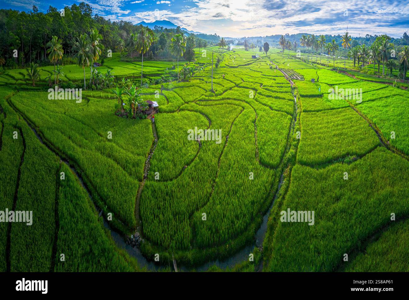 Indonesia beauty landscape paddy fields in north bengkulu natural beautiful morning view from ...