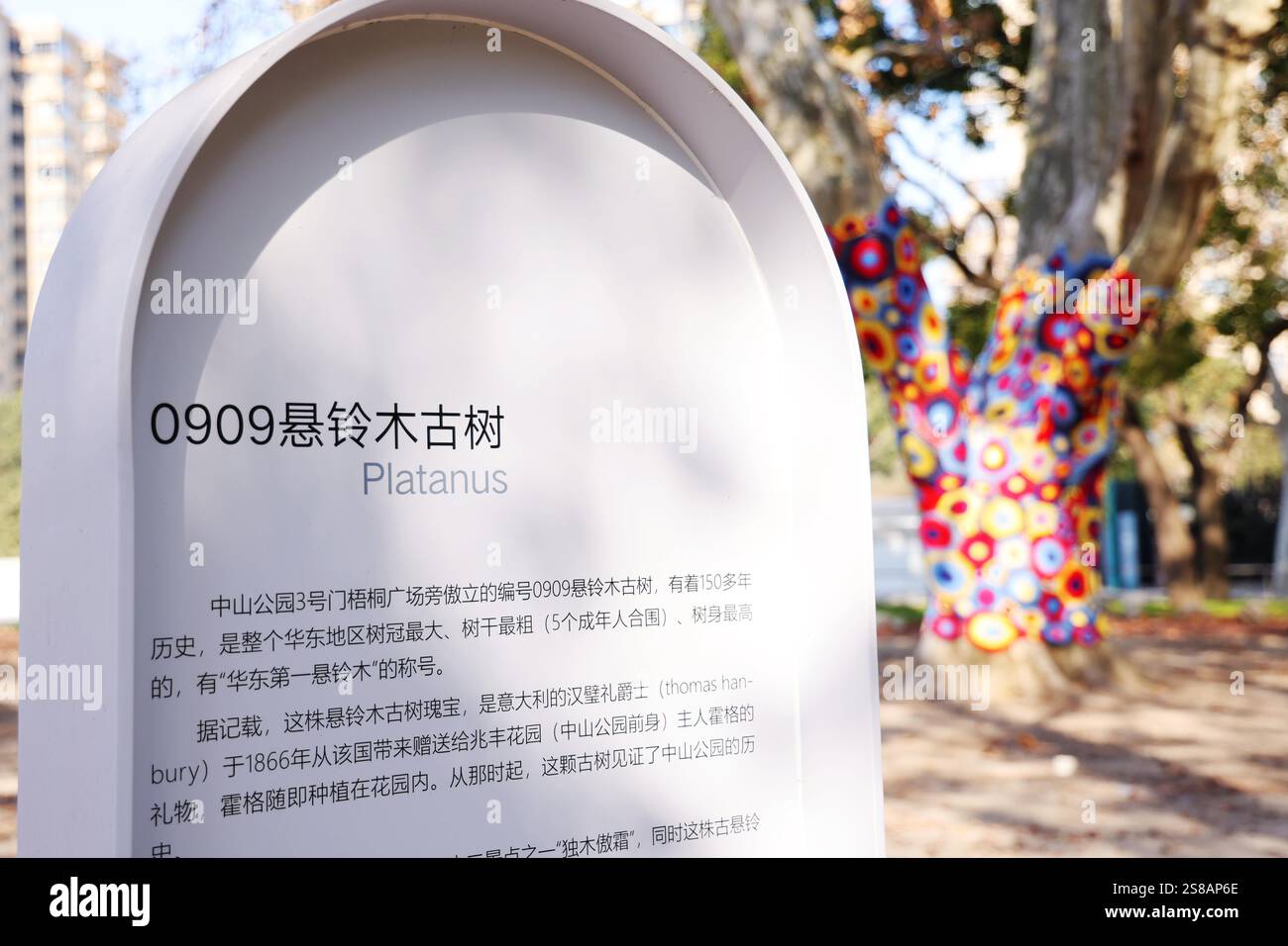 An ancient sycamore tree at Zhongshan Park is put on brightly colored ...