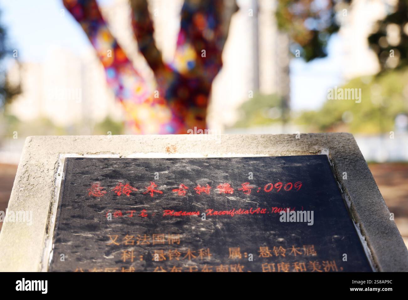 An ancient sycamore tree at Zhongshan Park is put on brightly colored ...
