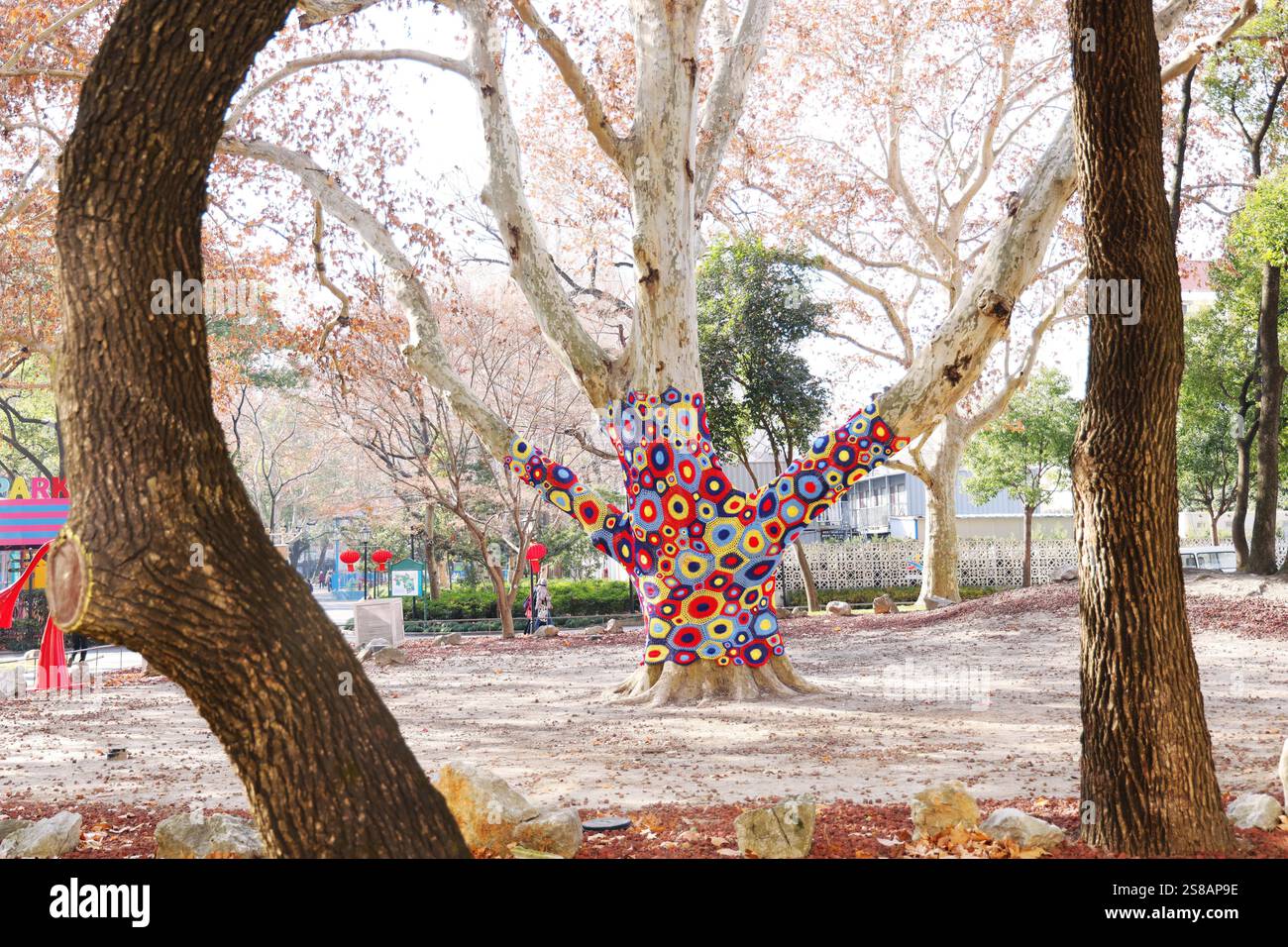 An ancient sycamore tree at Zhongshan Park is put on brightly colored ...