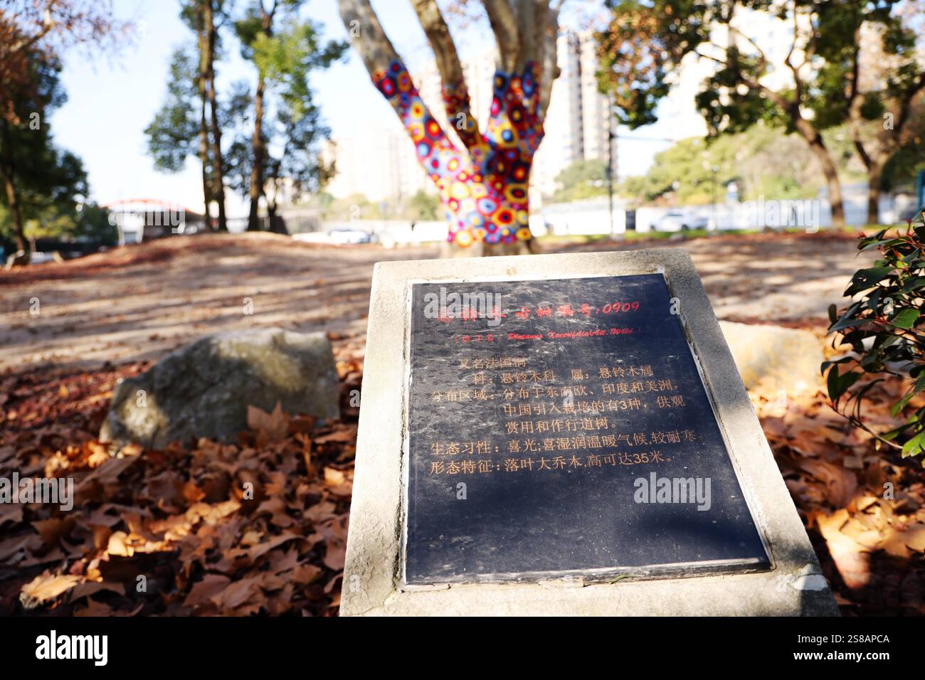 An ancient sycamore tree at Zhongshan Park is put on brightly colored ...