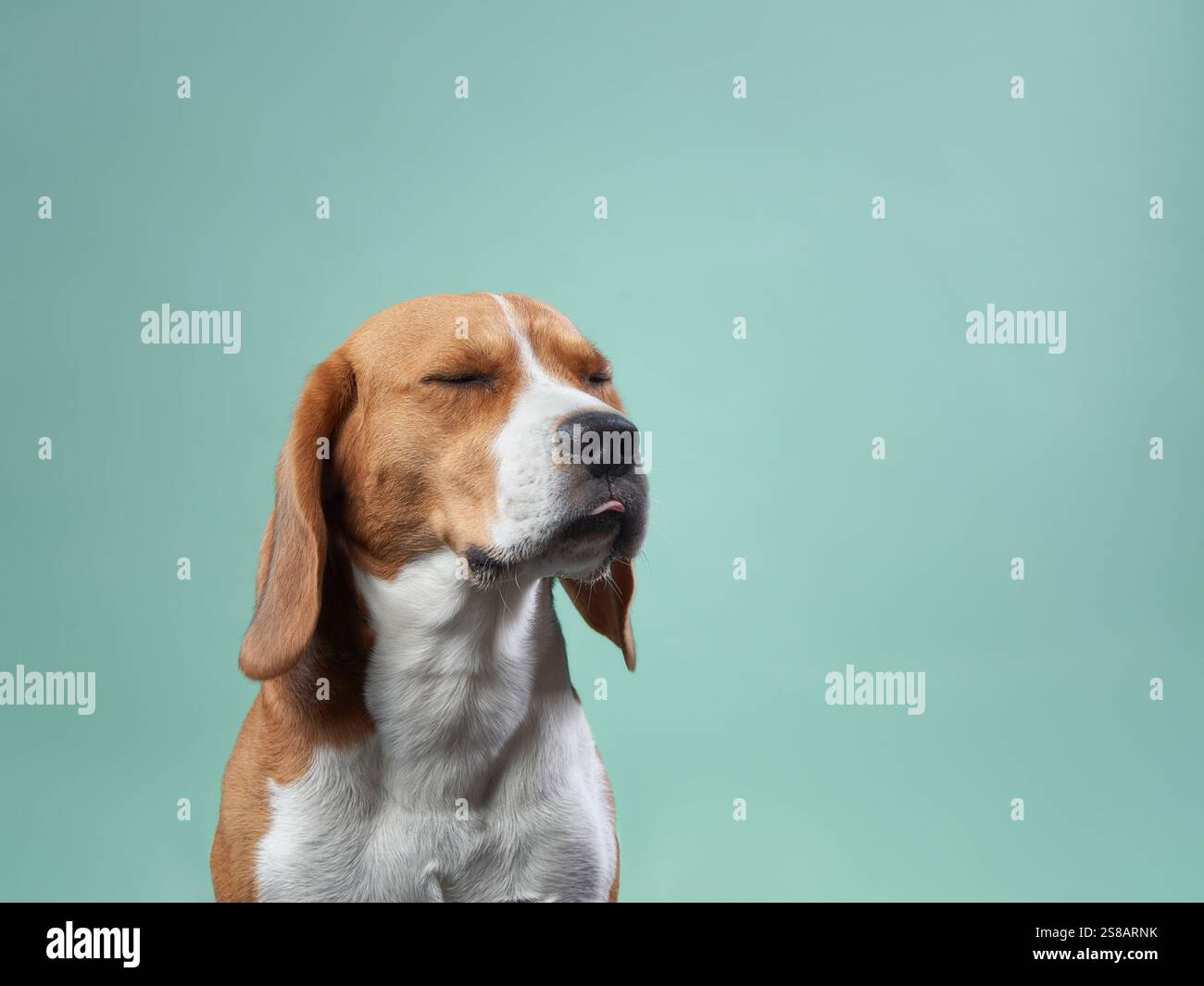 A Beagle with a serene expression is shown against a soft green ...