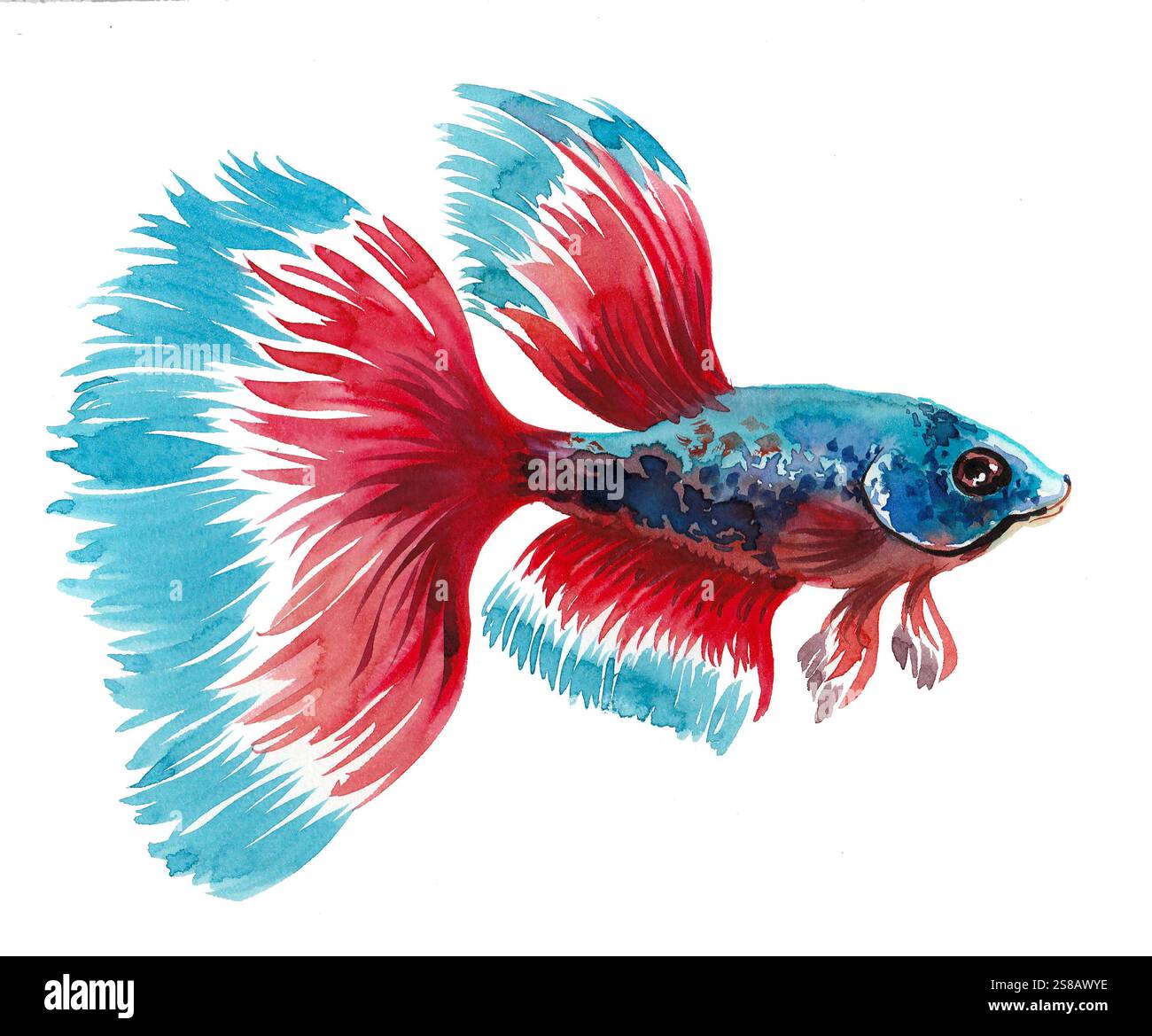 Tropical fish. Hand drawn watercolour painting Stock Photo - Alamy