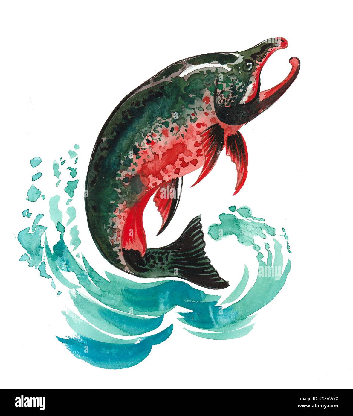 Leaping salmon fish. Hand drawn watercolour painting Stock Photo - Alamy
