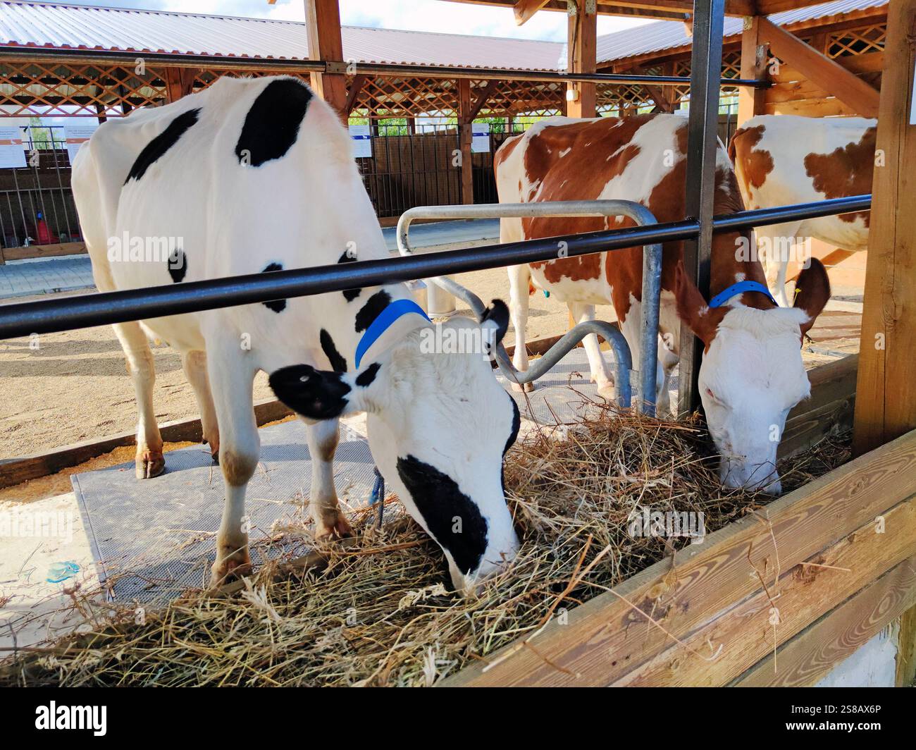 Livestock cow farm. Cows eat hay. Cattle breeding, taking care of ...