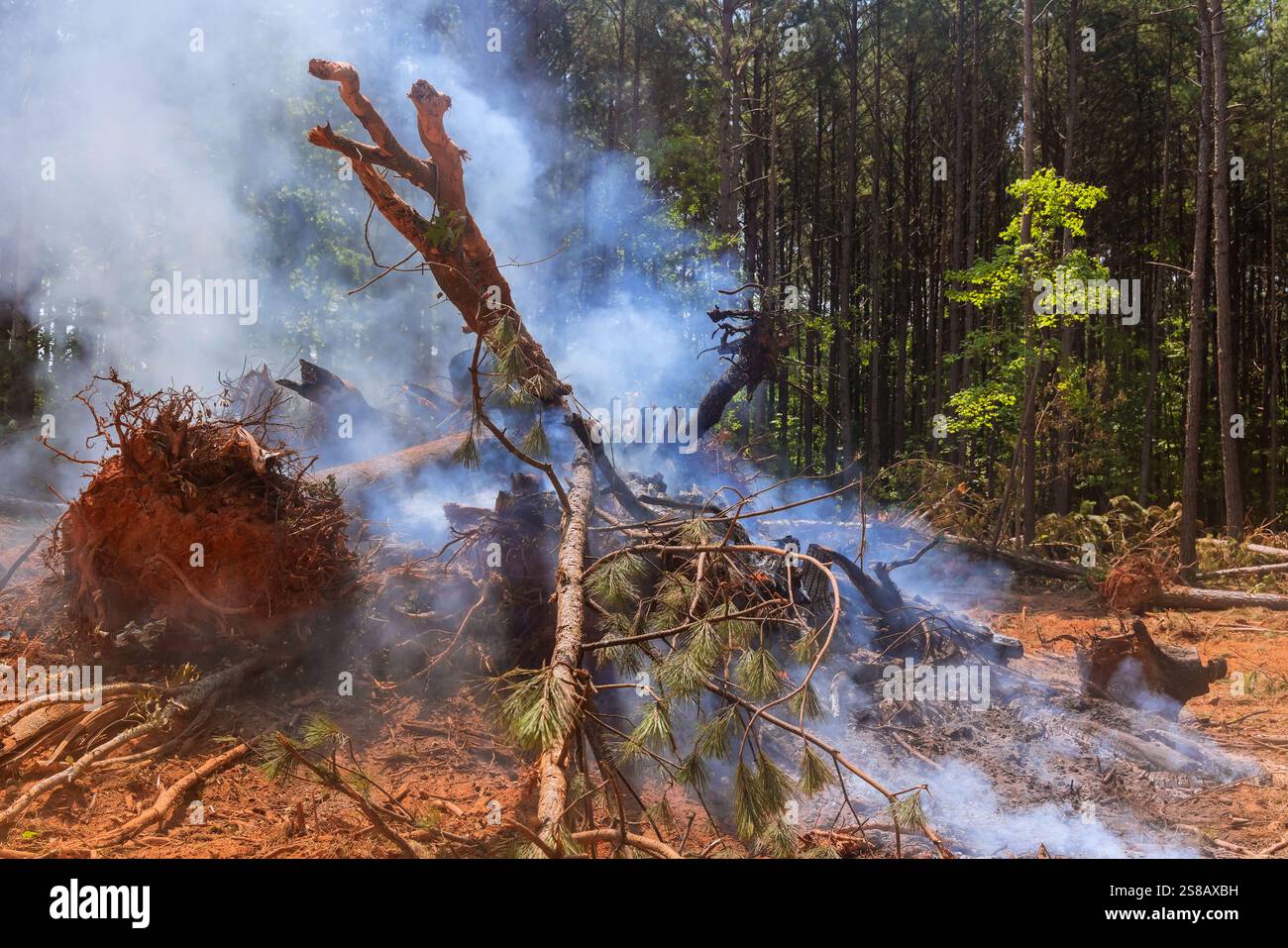 Thick smoke rises from fallen trees in forest, revealing aftermath of ...