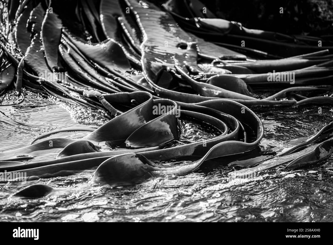 Wavy seaweed - kelp - Mitchell Rocks, Otago Region, Dunedin Stock Photo ...