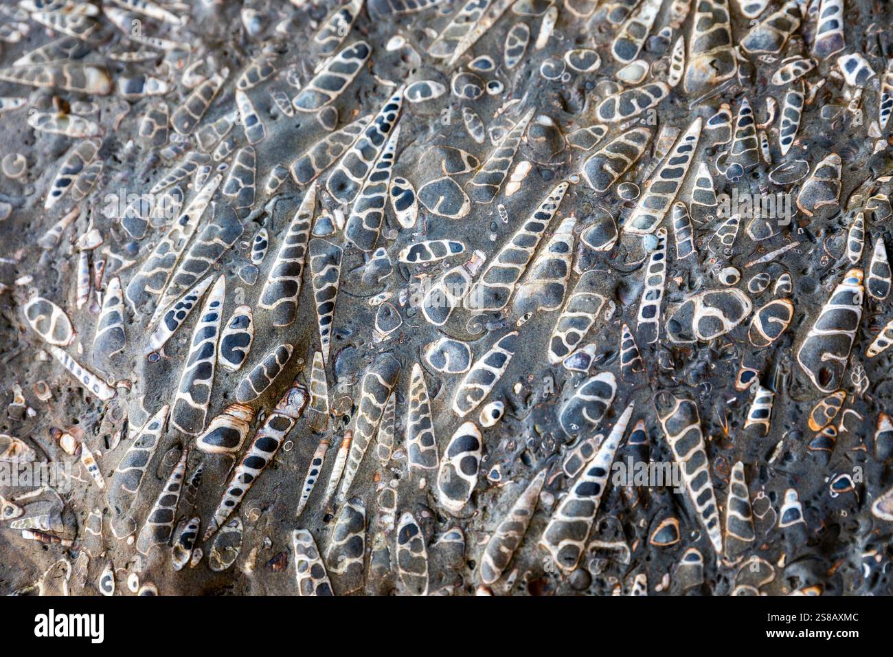 Small fossil shells embedded in stone at Mitchell Rocks, Otago Region ...
