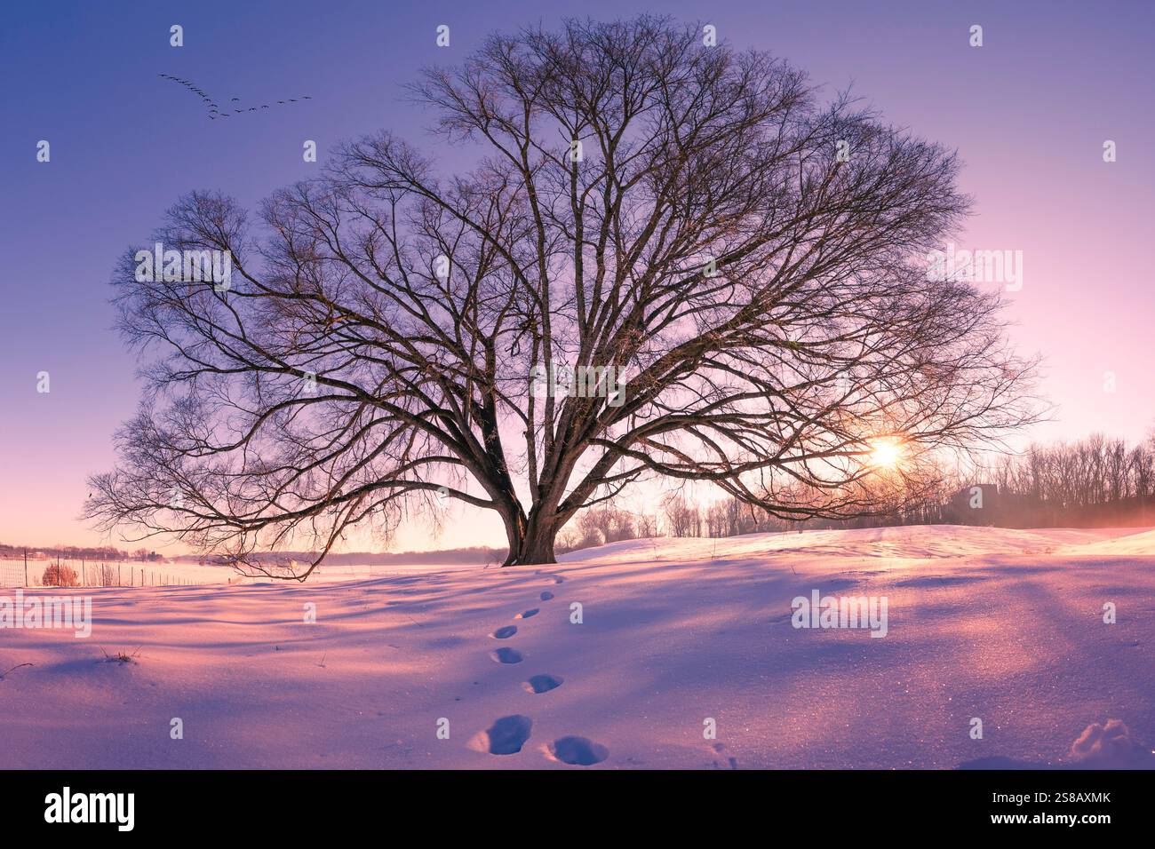 A vibrant sunrise with lots of purple, red, and yellow tones. A giant ...