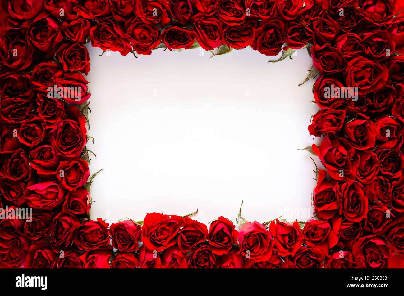 Red roses frame with square empty space white background for Valentine ...
