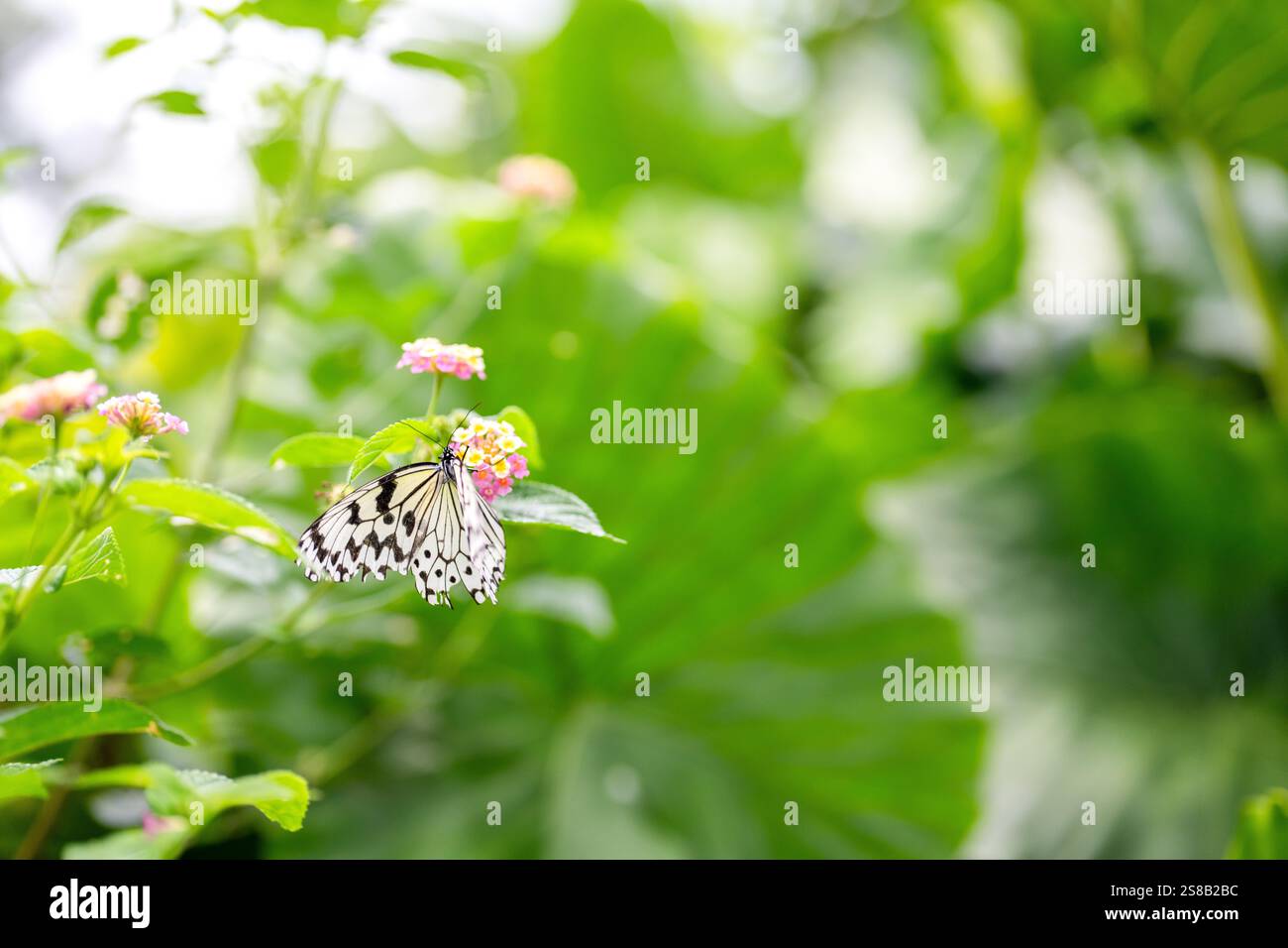 Butterflies on the empty sea and mountain road in spring at Aka Island ...