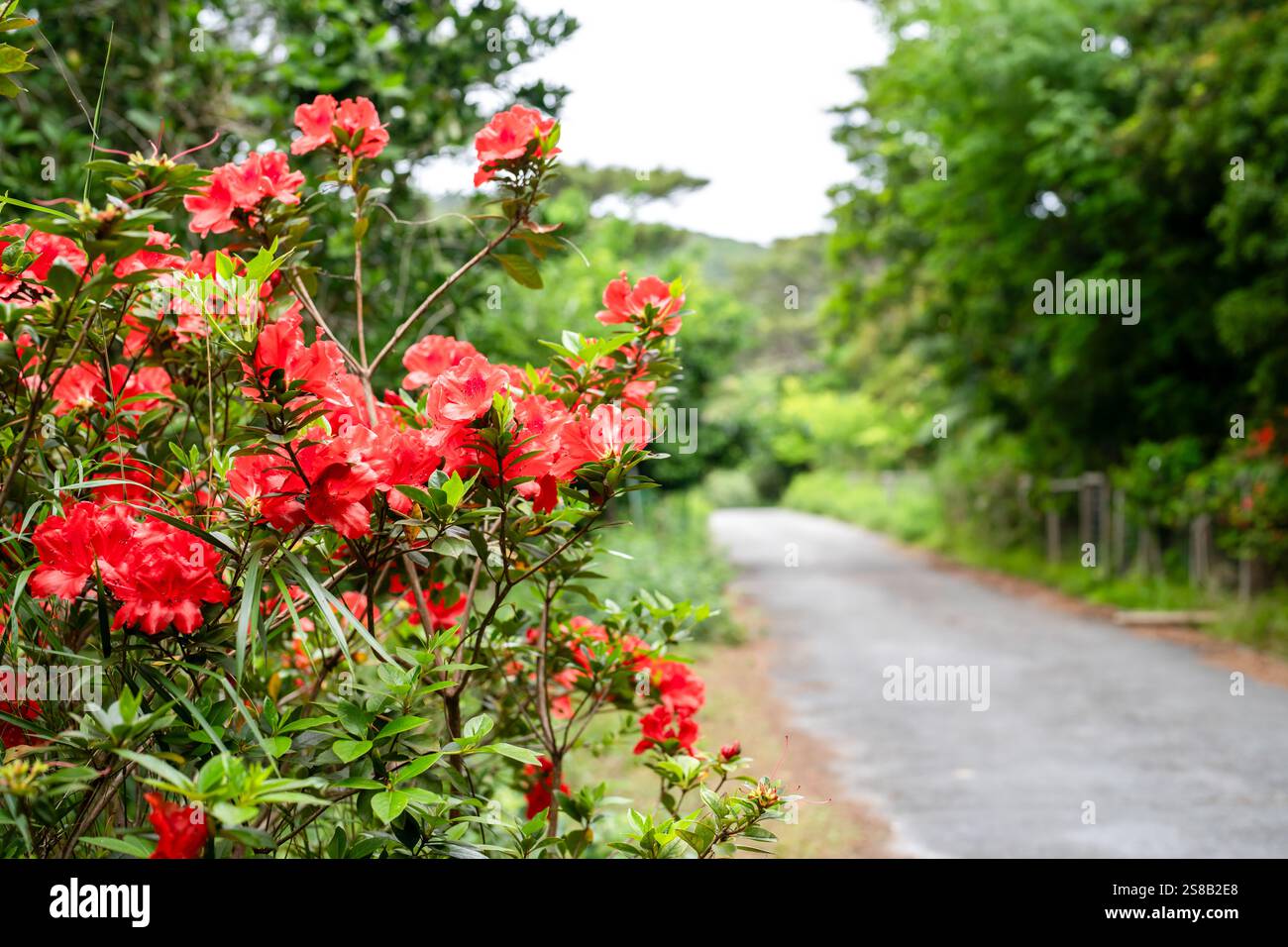 Empty sea and mountain road in spring at Aka Island, Zamami Village ...