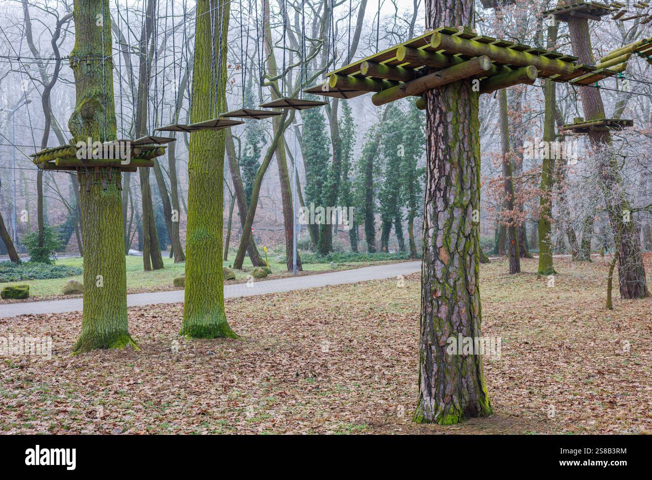 Suspension bridge between two tree trunks in a rope park. Wooden ...