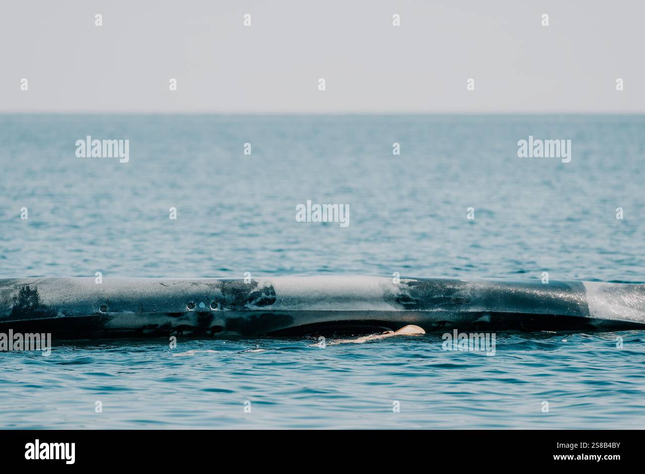 Whale, Ocean, Surface - Humpback Whale Breaching the Ocean Surface ...