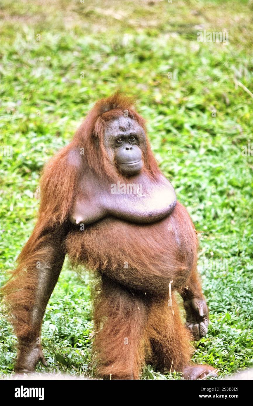 An unidentified species of orangutan standing on the ground at Taman ...