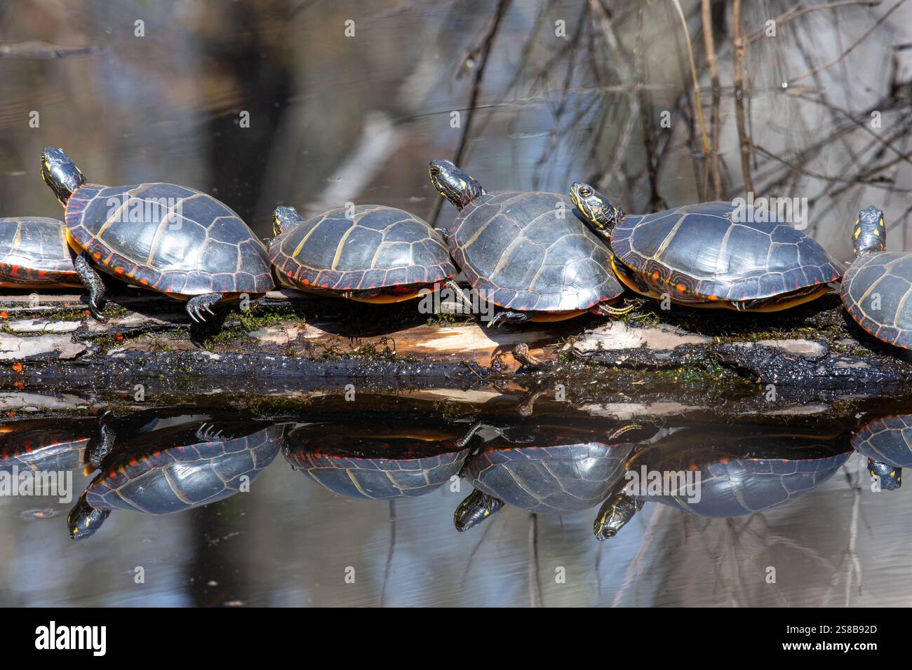 Four Eastern Box Turtles sunning themselves, Horn Pond, Woburn ...