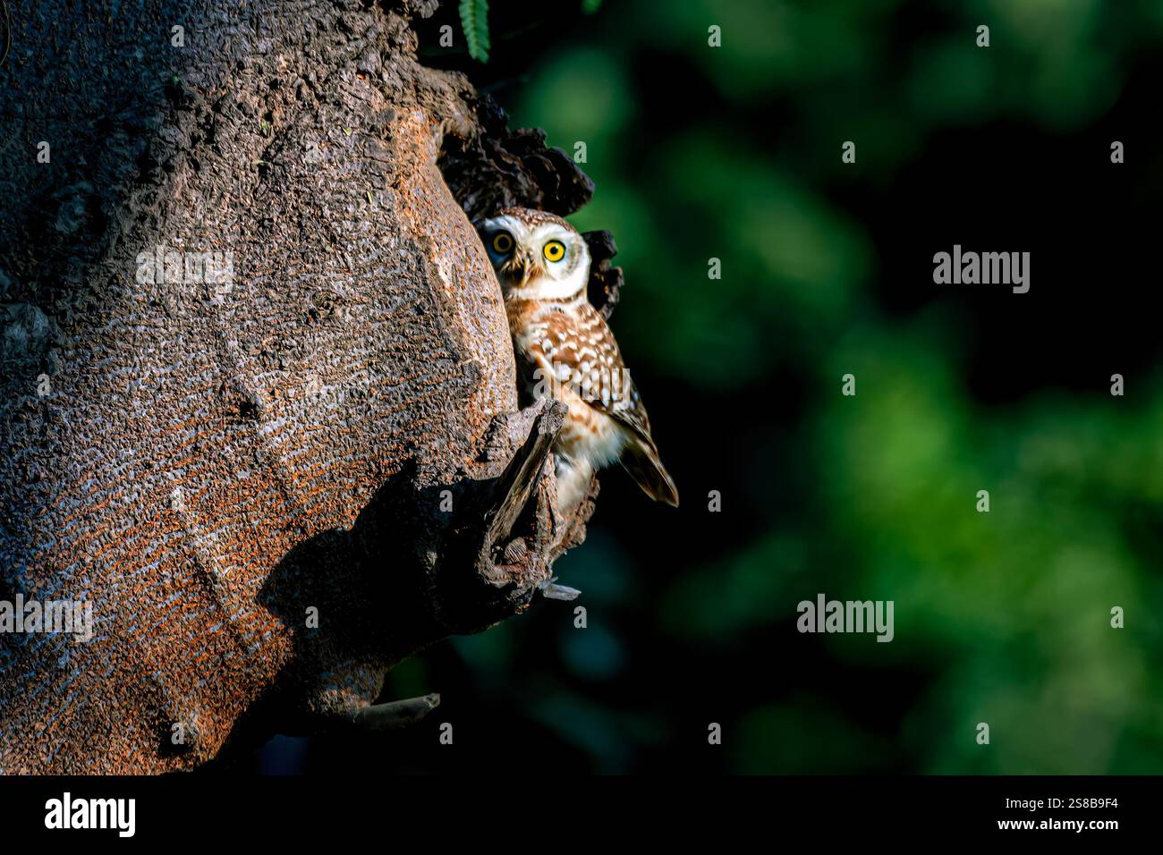 The spotted owlet is a small owl which breeds in tropical Asia from ...