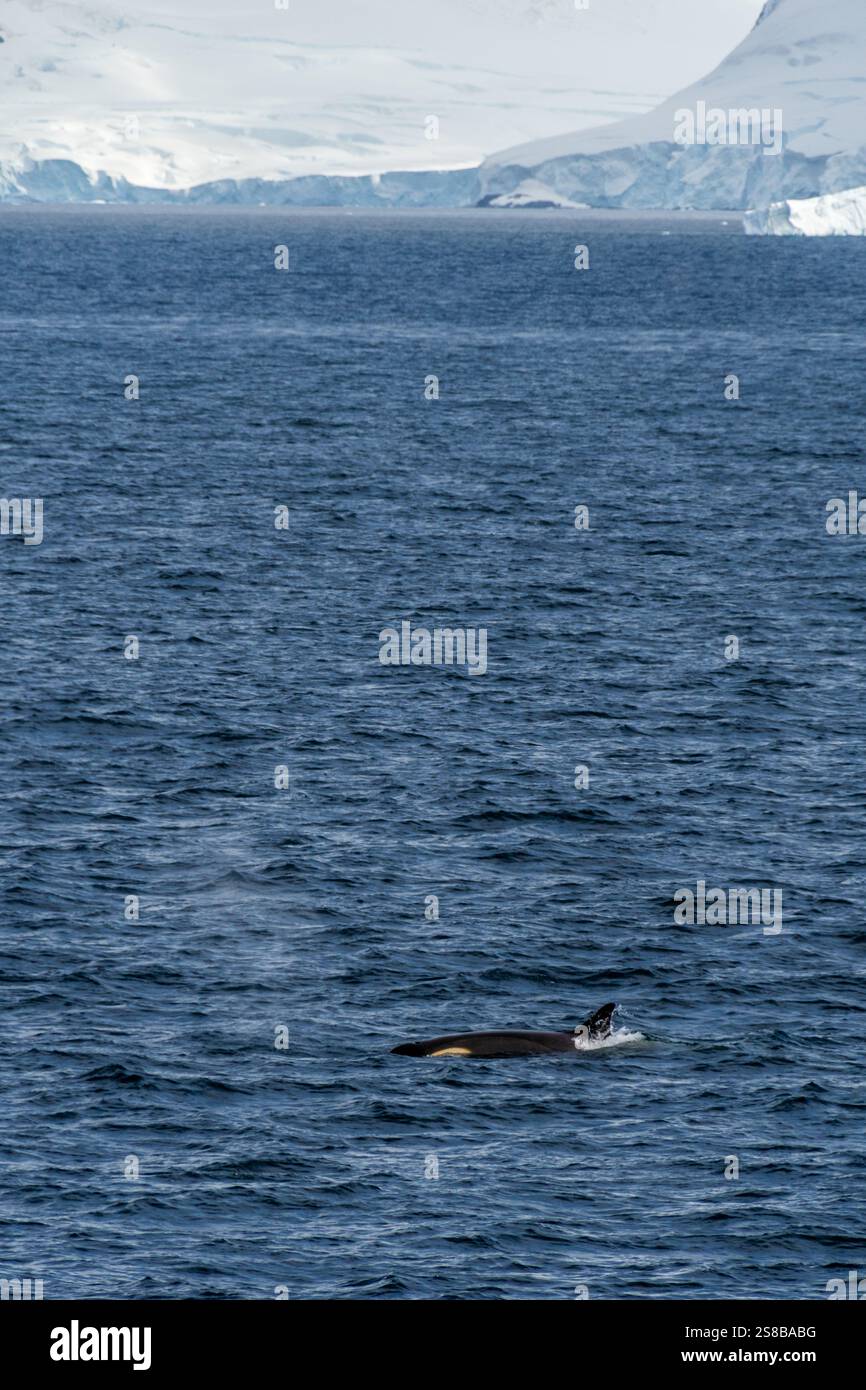 Scenic view of a group of killer whales, Orcinus orca, swimming in the waters of the Antarctic ...