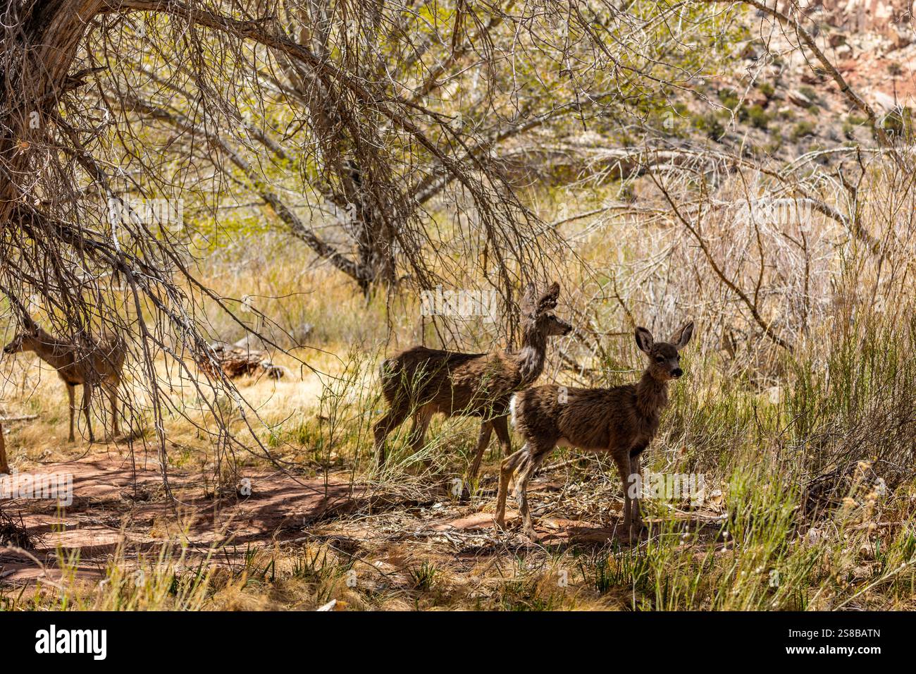 Mule deer crossing the road at Capitol Reef National Park in Torrey ...