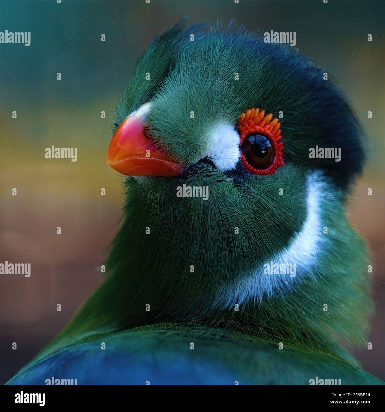 Turaco Close-Up: An intense close-up of a Turaco bird, highlighting its ...