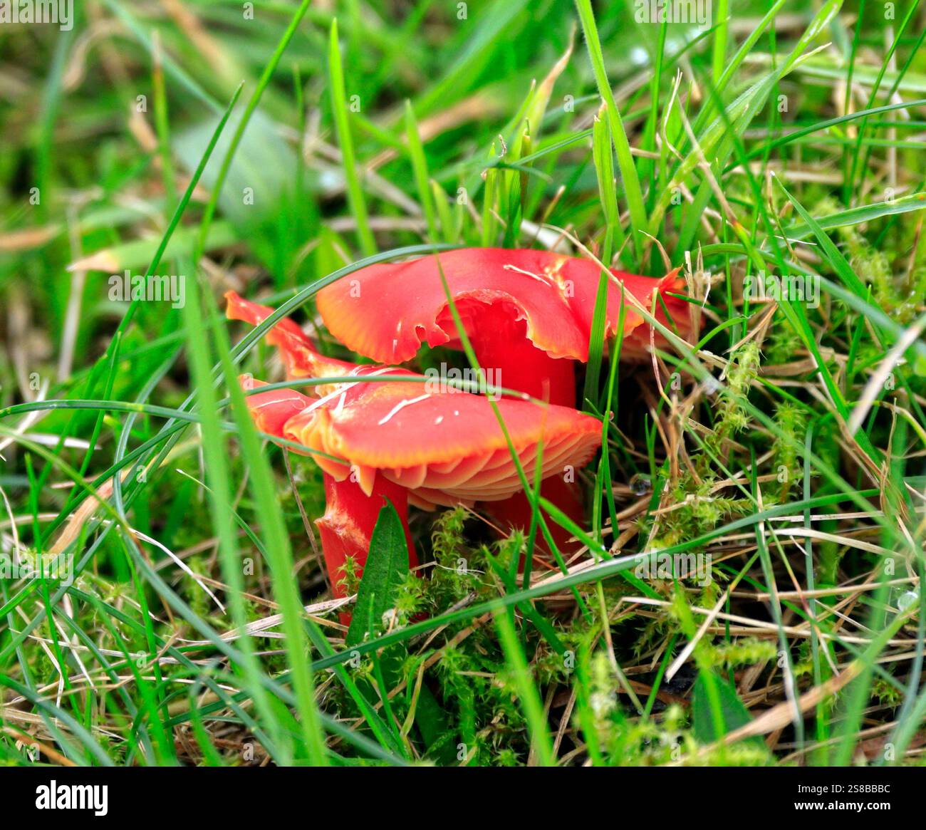 Waxcap fungi, Llanishen and Lisvane Reservoirs, Cardiff, Wales Stock ...