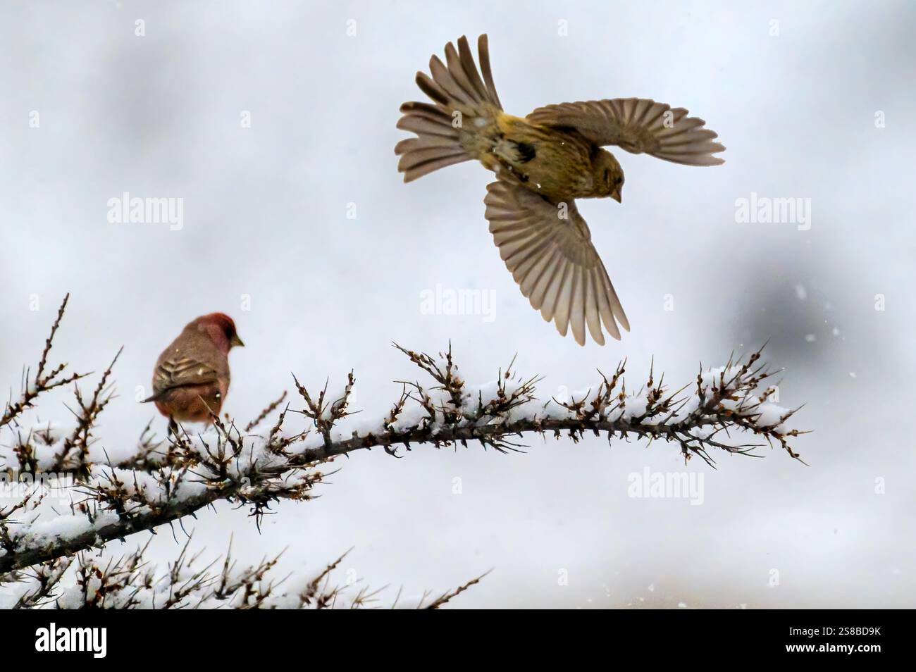 The great rosefinch is a species of finch in the family Fringillidae ...