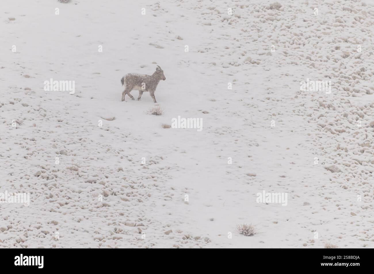 The Siberian ibex, also known using regionalized names including Altai ...