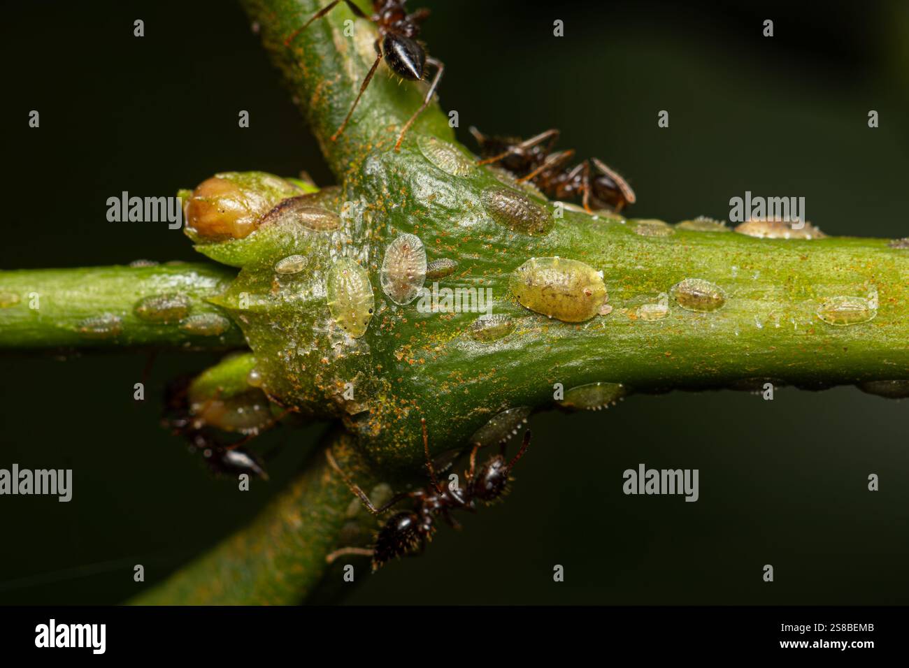 Plant pest Coccus rividis (coffee green scale) with new born. A soft ...