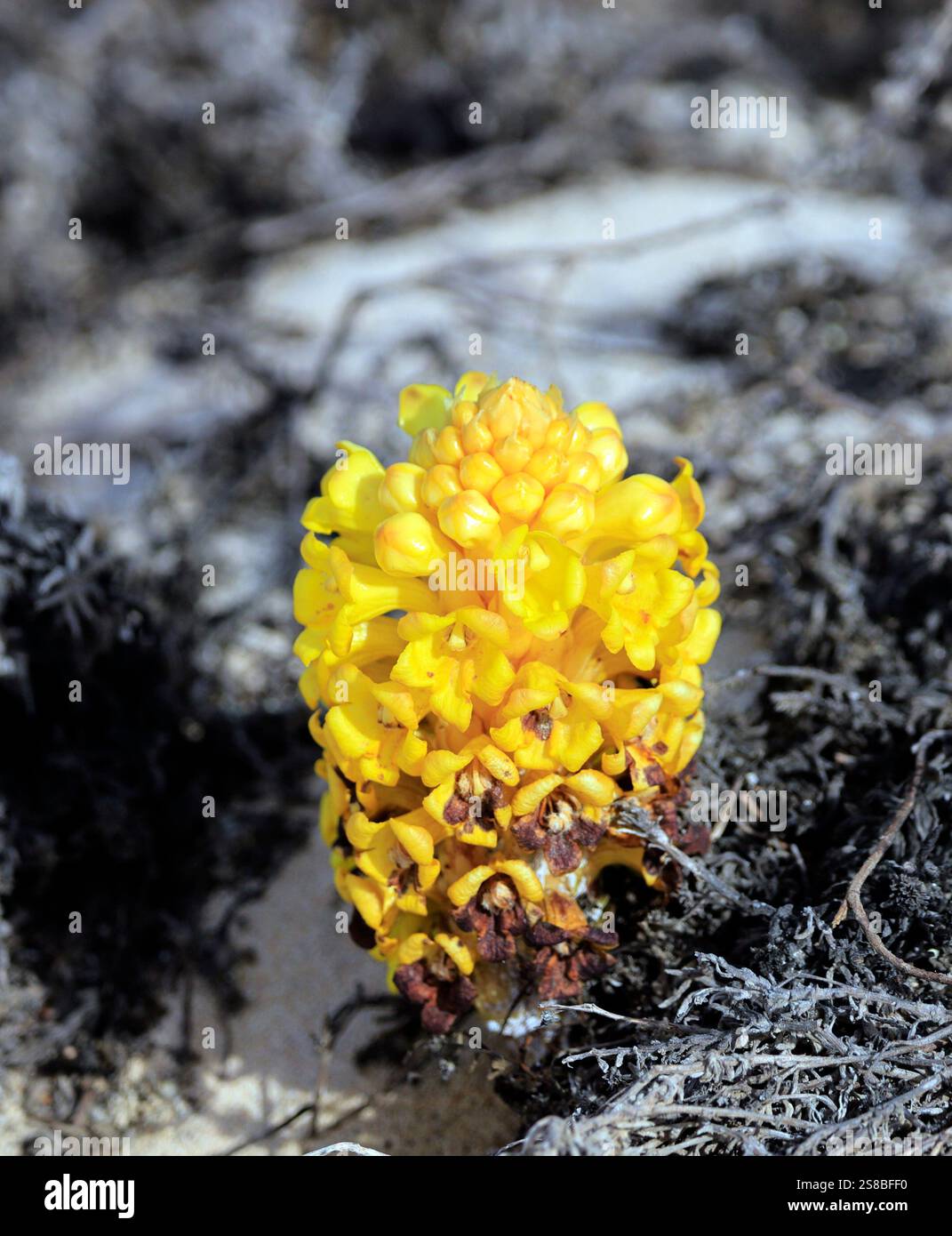 Jopo Yellow Lamb, Cistanche phelypaea jopo, growing on beach, El ...