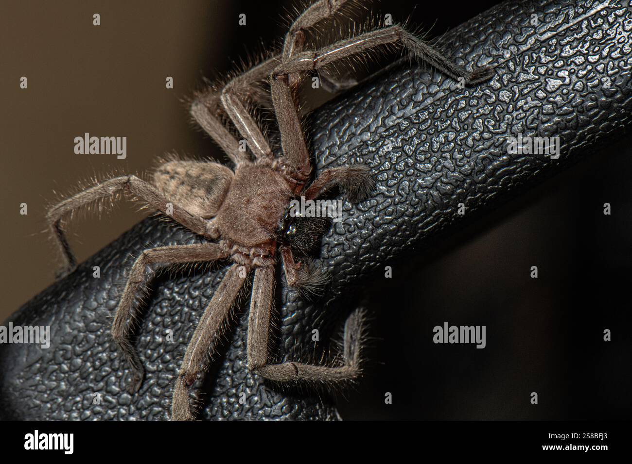 Giant huntsman spider hi-res stock photography and images - Alamy
