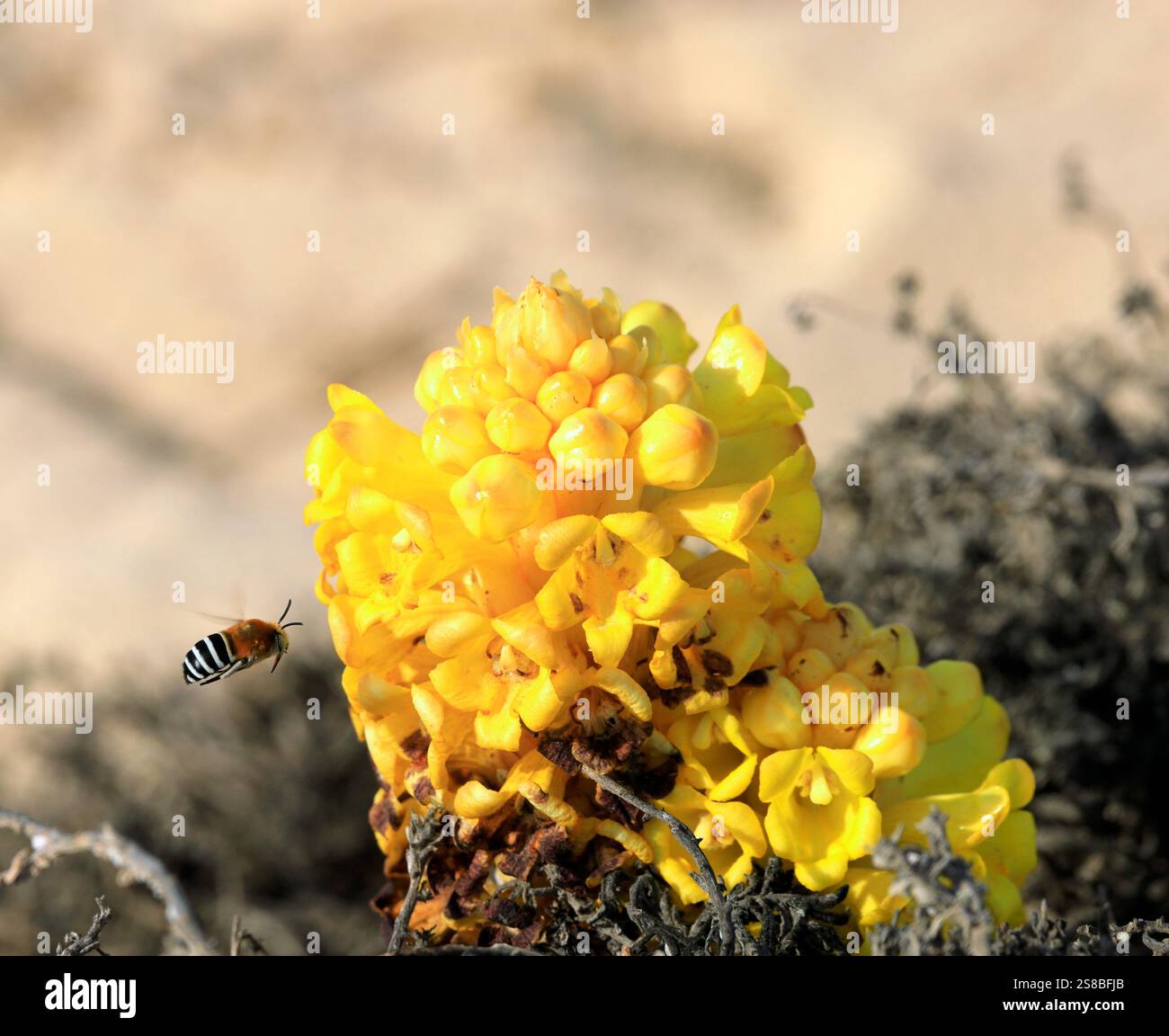 Canary islands Blue-banded bee (Amegilla canifrons) and Jopo yellow ...