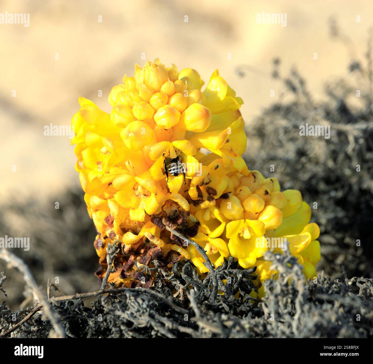 Canary islands Blue-banded bee (Amegilla canifrons) and Jopo yellow ...