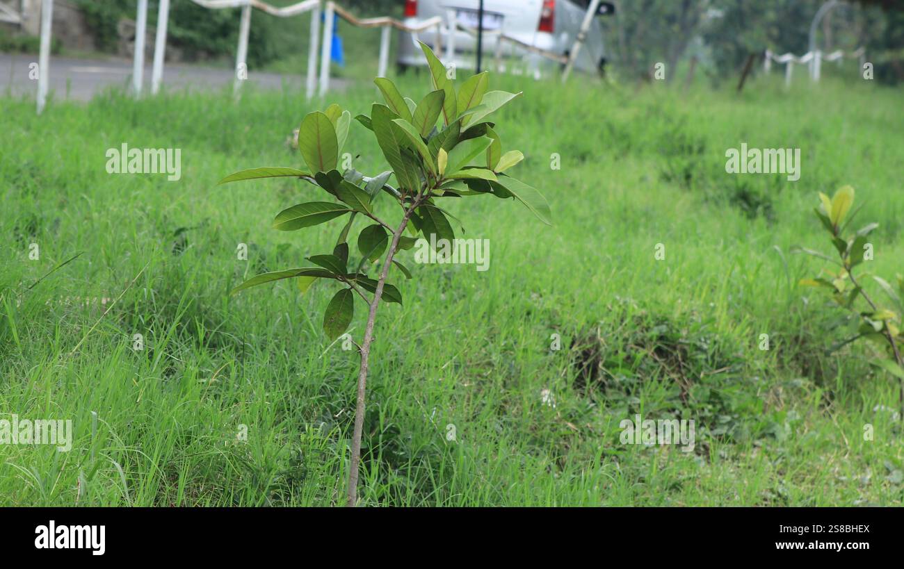 A young tree growing in a lush green field, symbolizing new beginnings ...