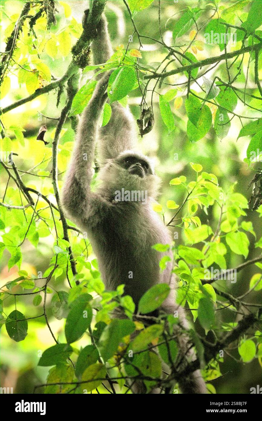 A Javan gibbon (Hylobates moloch, silvery gibbon) foraging in Gunung ...