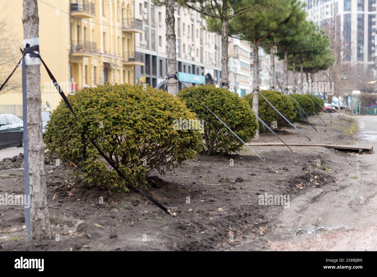 View of a city street featuring a row of neatly trimmed shrubs and ...