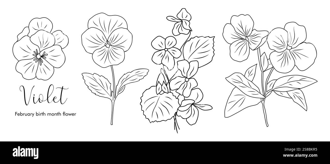 Set of Violet February month flowers line art Stock Vector Image & Art ...